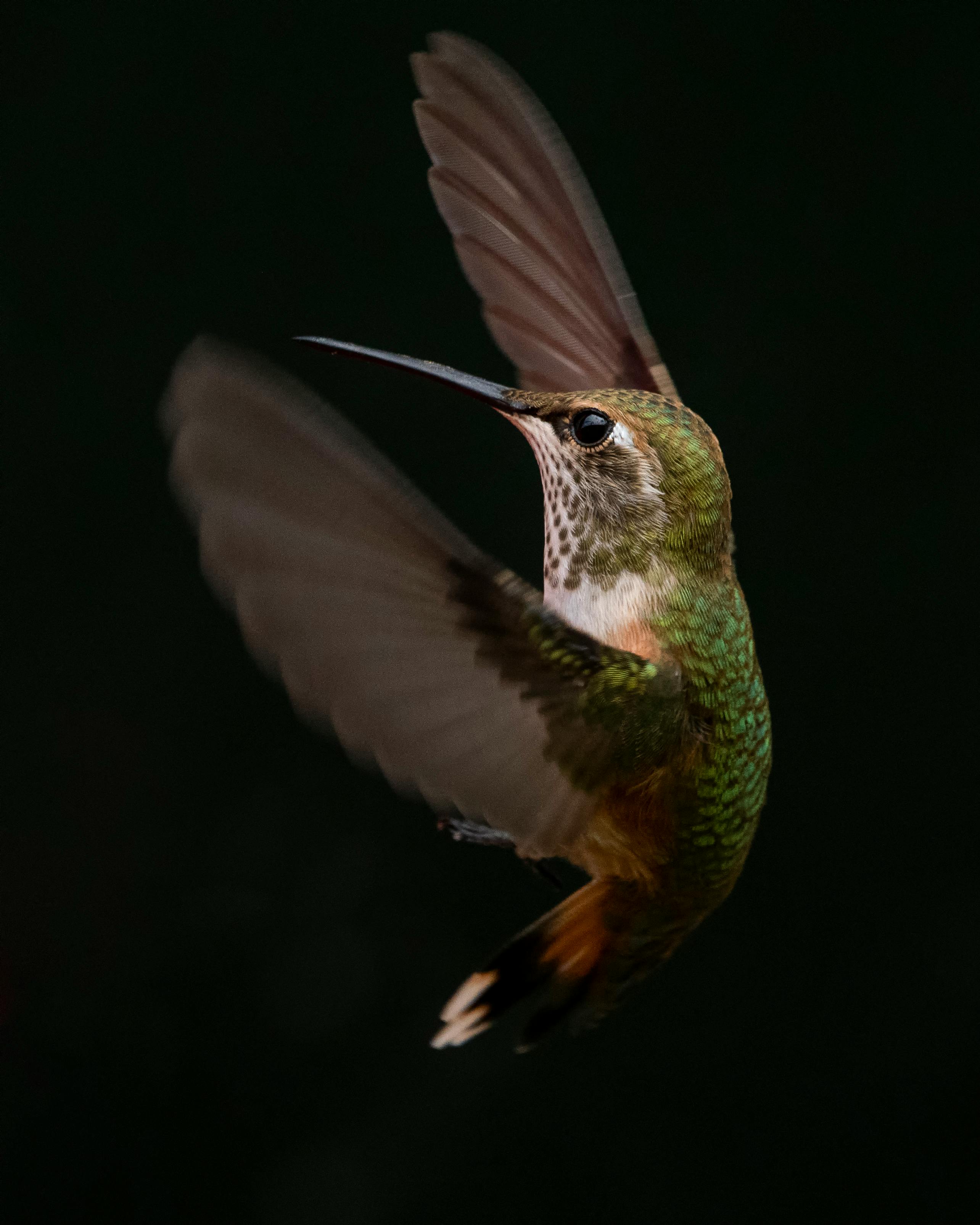 Bewildered Hummingbird – a poem – The Coalition to Dismantle the ...